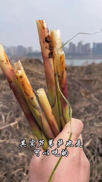 芦笋尖能吃吗_芦笋尖的营养价值-第1张图片-山城妙识