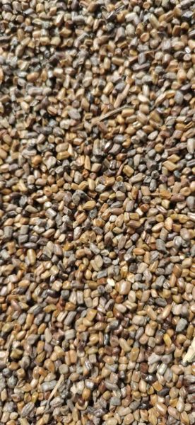 决明子多少钱一斤_决明子价格影响因素-第1张图片-山城妙识