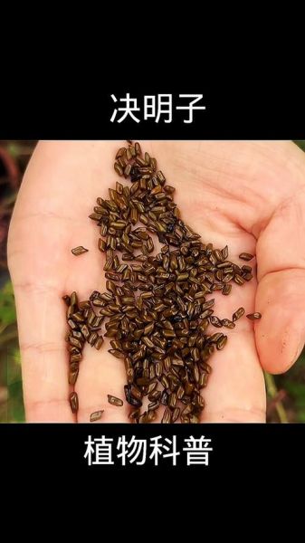 决明子多少钱一斤_决明子价格影响因素-第2张图片-山城妙识