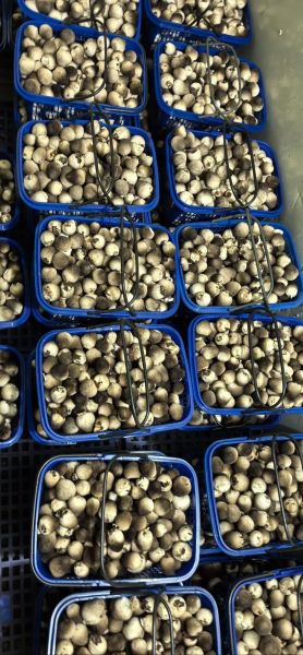 草菇种植利润怎么样_草菇种植成本与收益-第2张图片-山城妙识 草菇种植利润怎么样_草菇种植成本与收益-第2张图片-山城妙识