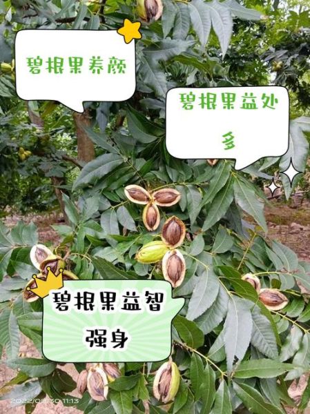 碧根果和夏威夷果的区别_哪个营养价值更高-第3张图片-山城妙识