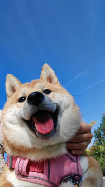 狗图片怎么拍好看_狗狗拍照姿势有哪些-第1张图片-山城妙识