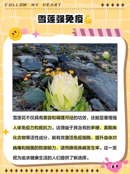 藏雪莲花功效与作用_藏雪莲花怎么吃-第1张图片-山城妙识