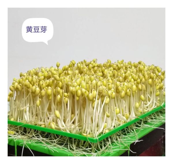 芽苗菜加盟多少钱_芽苗菜加盟利润怎么样-第3张图片-山城妙识 芽苗菜加盟多少钱_芽苗菜加盟利润怎么样-第3张图片-山城妙识