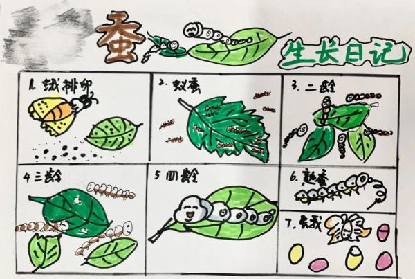蚕宝宝生长顺序图片_蚕宝宝几天结茧-第2张图片-山城妙识