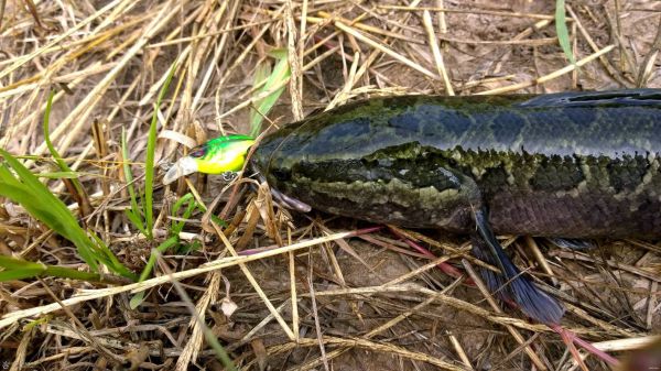 黑鱼窝长什么样_黑鱼窝怎么找-第3张图片-山城妙识 黑鱼窝长什么样_黑鱼窝怎么找-第3张图片-山城妙识