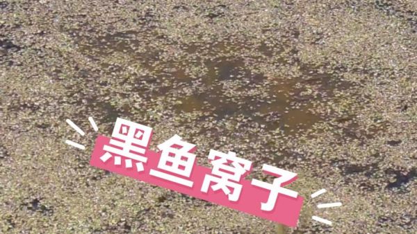 黑鱼窝长什么样_黑鱼窝怎么找-第1张图片-山城妙识 黑鱼窝长什么样_黑鱼窝怎么找-第1张图片-山城妙识