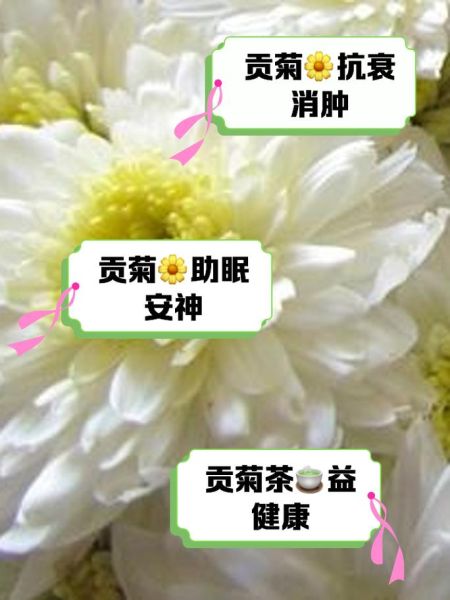 贡菊的功效与作用禁忌_贡菊泡水喝的注意事项-第2张图片-山城妙识