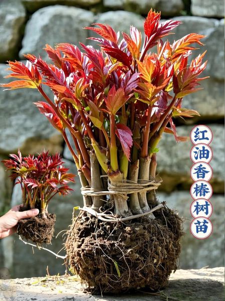 香椿树苗怎么种_香椿树苗价格多少钱一棵-第3张图片-山城妙识