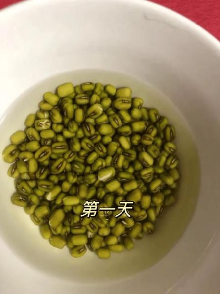 绿豆生长观察日记怎么写_绿豆发芽全过程记录-第1张图片-山城妙识