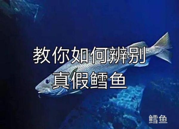 银鳕鱼图片大全_银鳕鱼真假怎么分辨-第3张图片-山城妙识