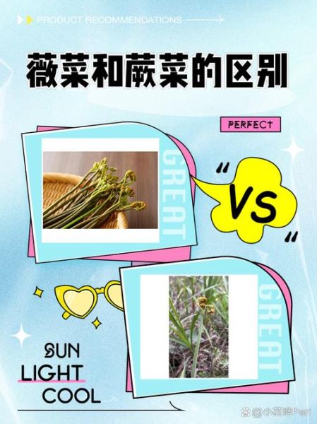 薇菜和蕨菜一样致癌吗_蕨菜致癌真相-第1张图片-山城妙识 薇菜和蕨菜一样致癌吗_蕨菜致癌真相-第1张图片-山城妙识