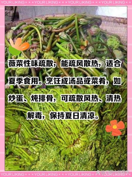 薇菜和蕨菜一样致癌吗_蕨菜致癌真相-第3张图片-山城妙识 薇菜和蕨菜一样致癌吗_蕨菜致癌真相-第3张图片-山城妙识
