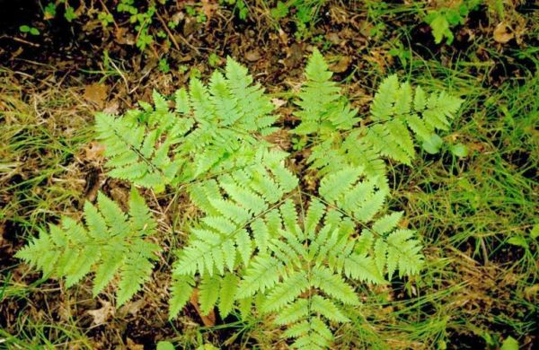 薇菜和蕨菜一样致癌吗_蕨菜致癌真相-第2张图片-山城妙识 薇菜和蕨菜一样致癌吗_蕨菜致癌真相-第2张图片-山城妙识