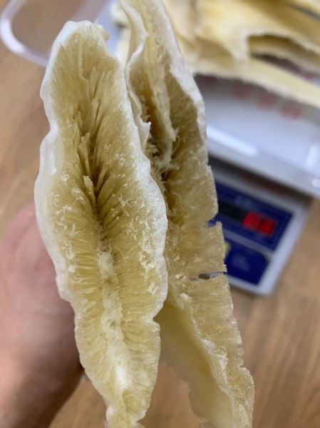 鱼翅干货图片大全_如何辨别真假鱼翅-第2张图片-山城妙识