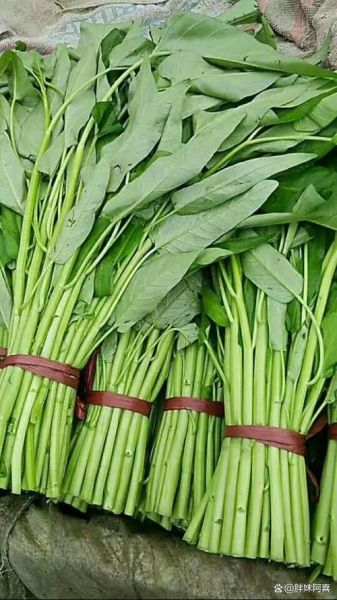 空心菜为什么被称为毒中之王_空心菜毒性真相-第2张图片-山城妙识