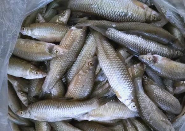 麦穗鱼最大能长多大_麦穗鱼寿命多长-第3张图片-山城妙识