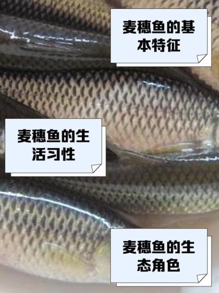 麦穗鱼最大能长多大_麦穗鱼寿命多长-第1张图片-山城妙识