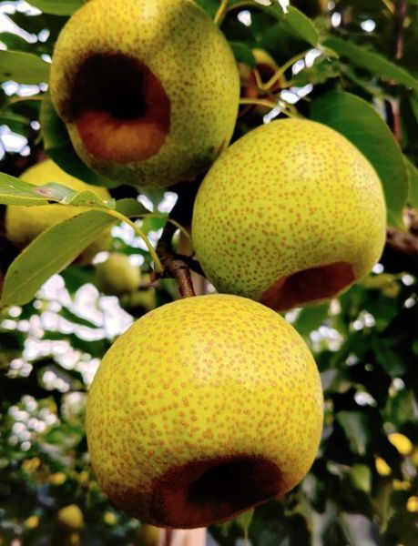 莱阳梨的功效与作用_莱阳梨怎么吃润肺止咳-第1张图片-山城妙识