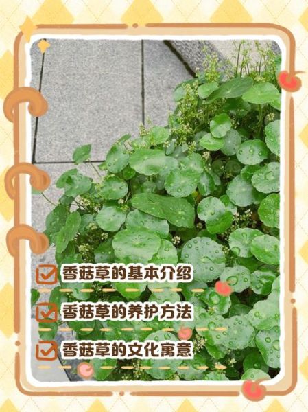 香菇草的功效与作用_香菇草能治疗什么病-第1张图片-山城妙识 香菇草的功效与作用_香菇草能治疗什么病-第1张图片-山城妙识