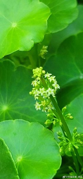 香菇草的功效与作用_香菇草能治疗什么病-第2张图片-山城妙识 香菇草的功效与作用_香菇草能治疗什么病-第2张图片-山城妙识