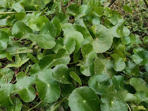 香菇草的功效与作用_香菇草能治疗什么病-第3张图片-山城妙识 香菇草的功效与作用_香菇草能治疗什么病-第3张图片-山城妙识