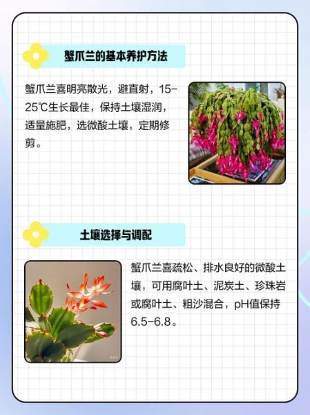 蟹爪兰冬季怎么养_蟹爪兰冬天多久浇一次水-第3张图片-山城妙识