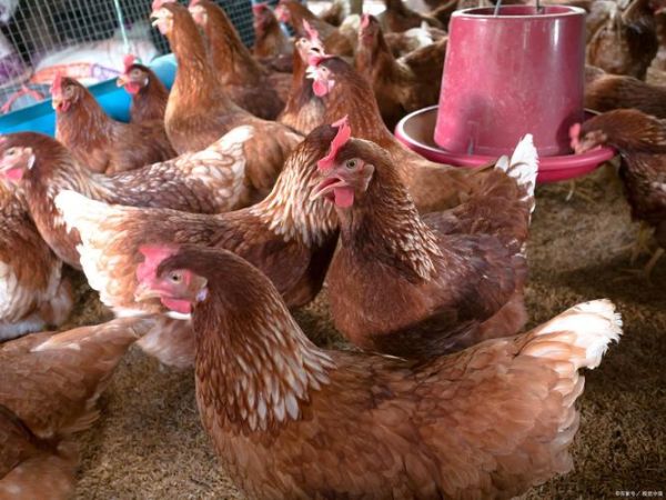 肉鸡养殖成本怎么算_肉鸡养殖利润高吗-第3张图片-山城妙识