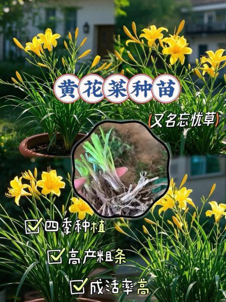 黄花菜怎么种_黄花菜种植技术详解-第1张图片-山城妙识 黄花菜怎么种_黄花菜种植技术详解-第1张图片-山城妙识
