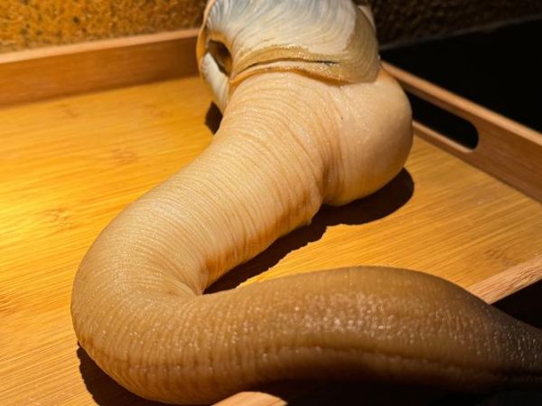 象拔蚌是什么部位_象拔蚌的鼻子能吃吗-第1张图片-山城妙识