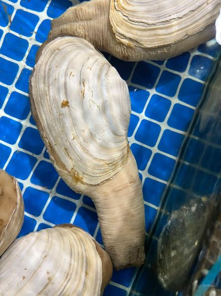 象拔蚌是什么部位_象拔蚌的鼻子能吃吗-第3张图片-山城妙识