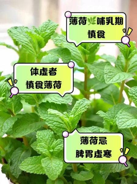 薄荷不能和什么一起吃_薄荷相克食物有哪些-第1张图片-山城妙识 薄荷不能和什么一起吃_薄荷相克食物有哪些-第1张图片-山城妙识