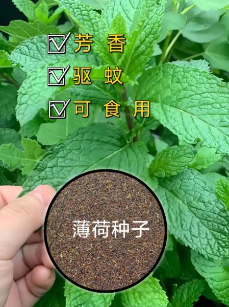 薄荷不能和什么一起吃_薄荷相克食物有哪些-第3张图片-山城妙识 薄荷不能和什么一起吃_薄荷相克食物有哪些-第3张图片-山城妙识