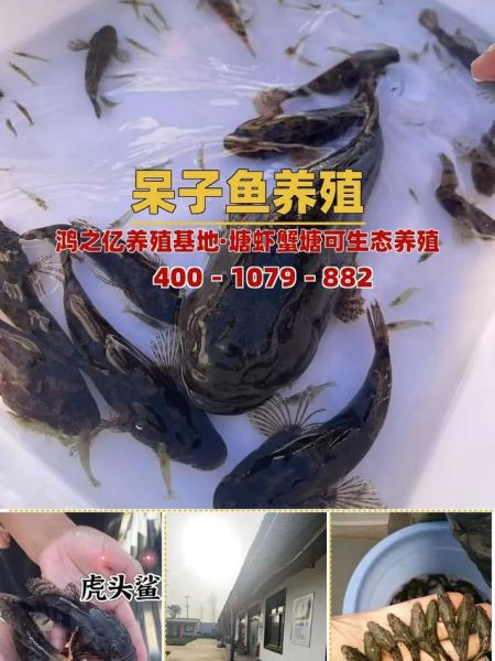沙塘鳢鱼怎么养_沙塘鳢鱼吃什么-第2张图片-山城妙识 沙塘鳢鱼怎么养_沙塘鳢鱼吃什么-第2张图片-山城妙识