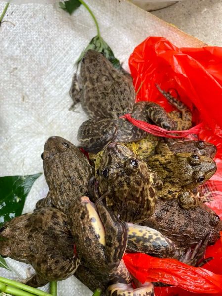 田鸡为什么不能吃_田鸡有哪些危害-第1张图片-山城妙识