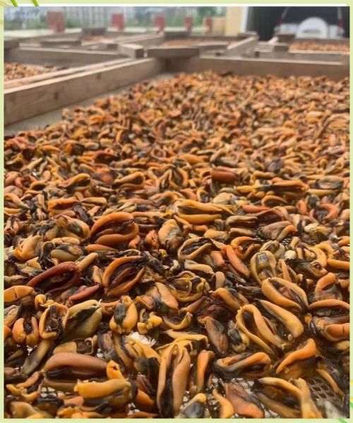 淡菜干的功效与作用_淡菜干怎么吃最营养-第3张图片-山城妙识