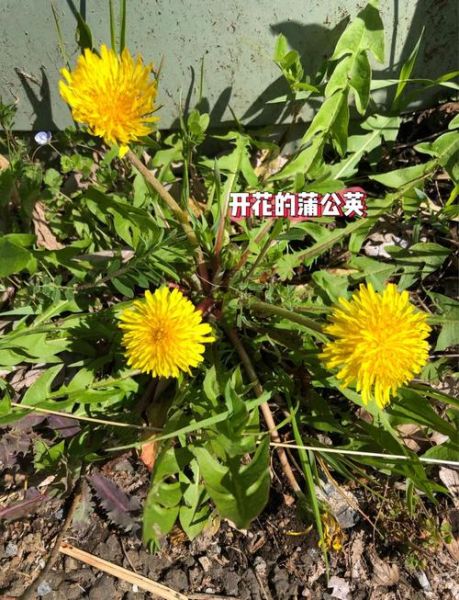 荠菜长什么样_荠菜和蒲公英区别-第2张图片-山城妙识