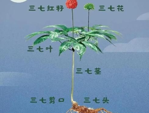 三七叶子泡水喝的功效_三七叶子泡水喝的禁忌-第2张图片-山城妙识