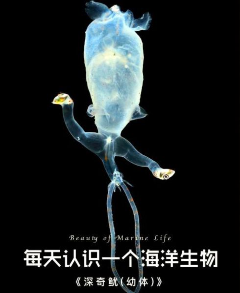 鱿小鱼真的存在吗_鱿小鱼是什么生物-第2张图片-山城妙识