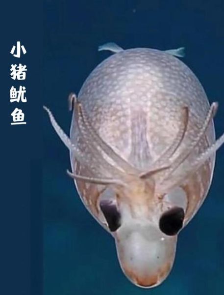 鱿小鱼真的存在吗_鱿小鱼是什么生物-第3张图片-山城妙识