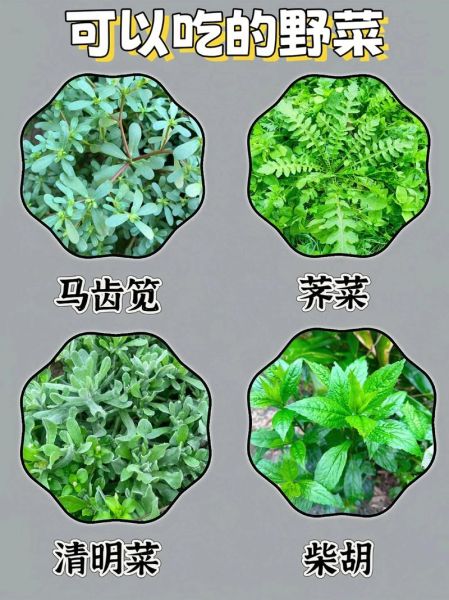 秋季野菜有哪些_秋季野菜怎么辨认-第1张图片-山城妙识