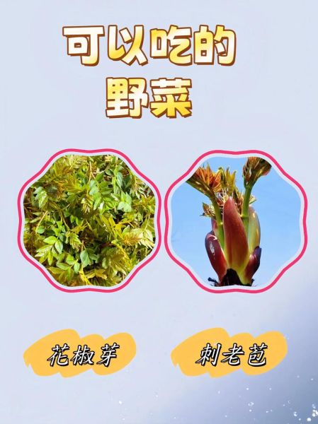 秋季野菜有哪些_秋季野菜怎么辨认-第2张图片-山城妙识