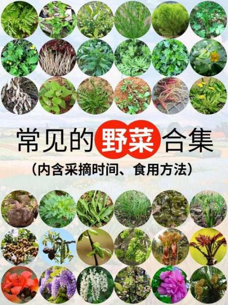 秋季野菜有哪些_秋季野菜怎么辨认-第3张图片-山城妙识