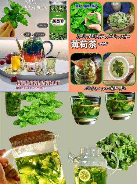 薄荷茶的功效与作用_薄荷茶有哪些禁忌症-第2张图片-山城妙识
