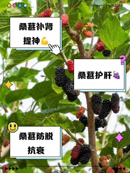 男人吃桑葚壮阳吗_桑葚壮阳是真的吗-第1张图片-山城妙识