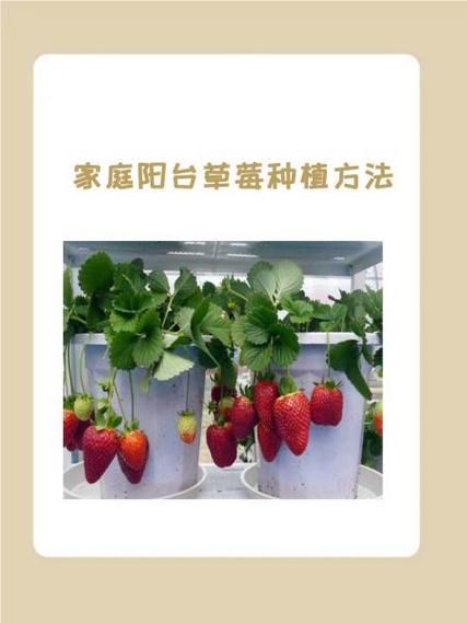 草莓种植技术与管理视频_如何科学种草莓-第1张图片-山城妙识