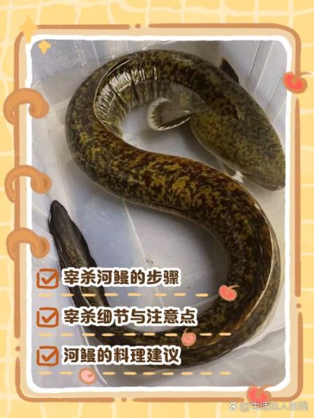 鳗鱼怎么杀_鳗鱼宰杀后如何处理-第1张图片-山城妙识