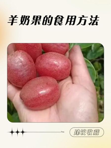 羊奶果怎么吃_羊奶果的吃法大全-第1张图片-山城妙识 羊奶果怎么吃_羊奶果的吃法大全-第1张图片-山城妙识