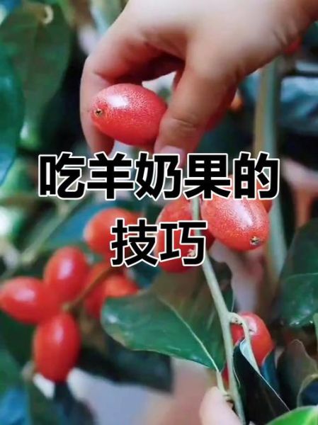 羊奶果怎么吃_羊奶果的吃法大全-第3张图片-山城妙识 羊奶果怎么吃_羊奶果的吃法大全-第3张图片-山城妙识