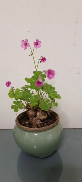 酢浆草的功效与作用_酢浆草可以长期泡水喝吗-第1张图片-山城妙识